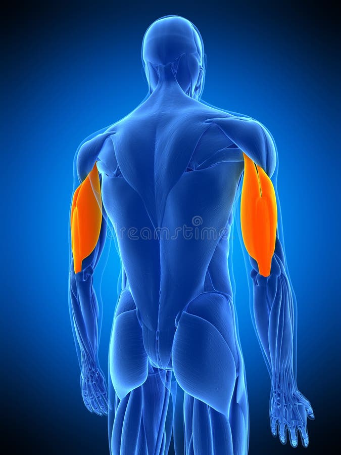 Le triceps illustration stock. Illustration du masculin - 72486676