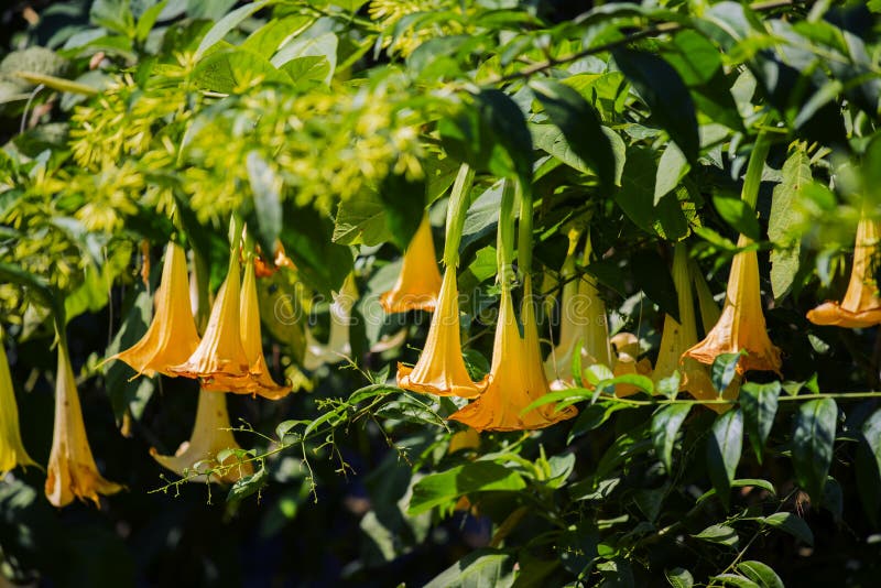 Le Trombe Dell'angelo Giallo (Brugmansia Versicolor), Granada ...