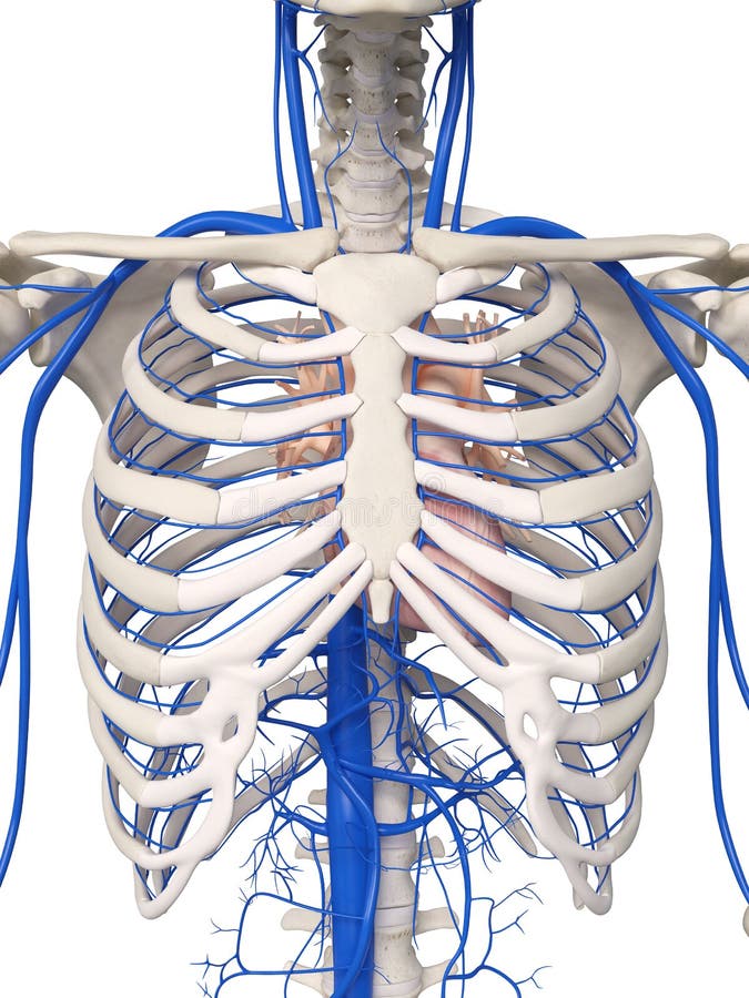 Ossa del torace illustrazione di stock. Illustrazione di corpo - 58830371
