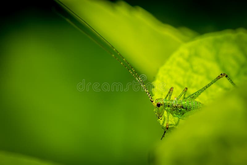 Grillo del bebé imagen de archivo. Imagen de bebé, insecto - 25039657
