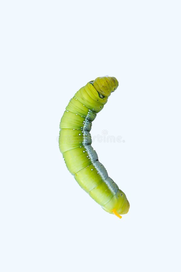 Le Ver Vert Sur Le Fond Blanc, Les Chenilles Vertes, Cate Photo stock ...