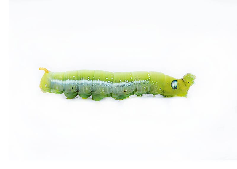 Isolat Vert D'animaux De Chenilles De Ver Sur Le Fond Blanc Image stock ...