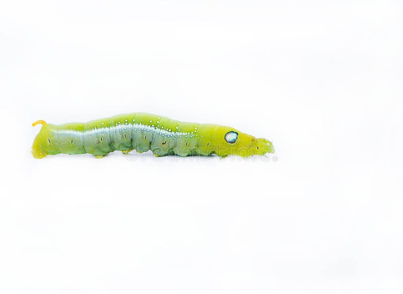 Isolat Vert D'animaux De Chenilles De Ver Sur Le Fond Blanc Image stock ...