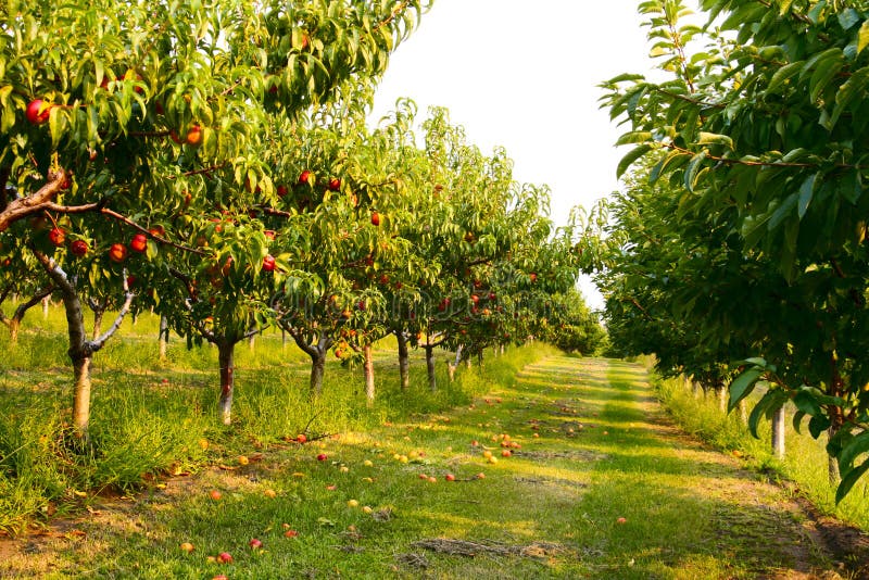 Le verger. image stock. Image du qualité, tige, mûr, nectarines - 1158577