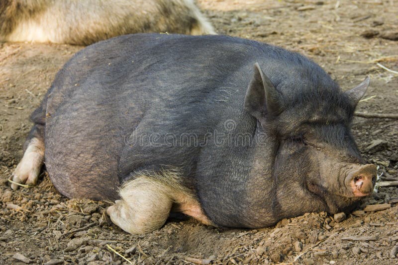 Le verrat dort image stock. Image du extérieur, ferme - 121696431