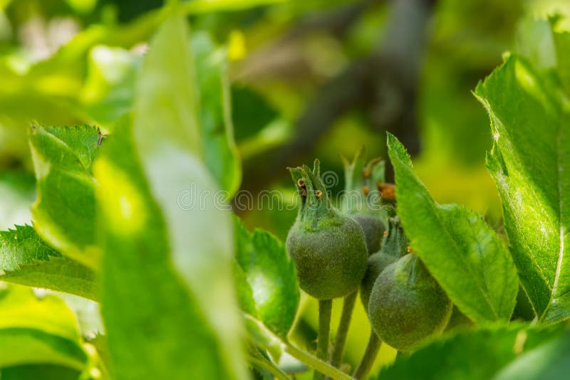 Le Vert, Pas Riped La Cerise Sur L'arbre Image stock - Image du ...