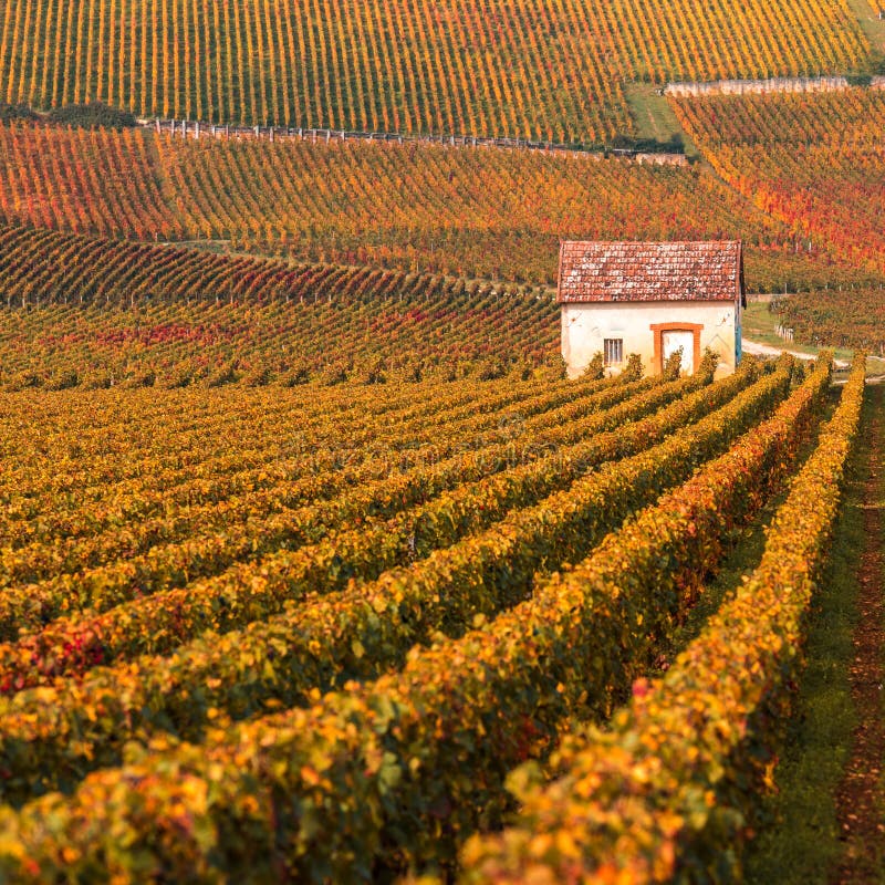 Le Vigne in Autunno Condiscono, Borgogna, Francia Fotografia Stock ...