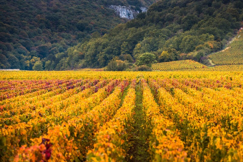 Le Vigne in Autunno Condiscono, Borgogna, Francia Fotografia Stock ...