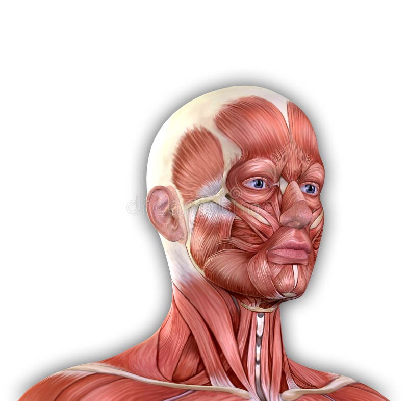 Le Visage Masculin Muscles L'anatomie Illustration Stock - Illustration ...