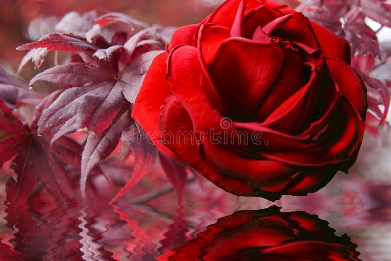 Zen Rose photo stock. Image du peau, teint, japonais, parfait - 8749830