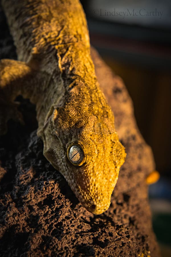 Leachie Gecko Stock Photos - Free & Royalty-Free Stock Photos from ...