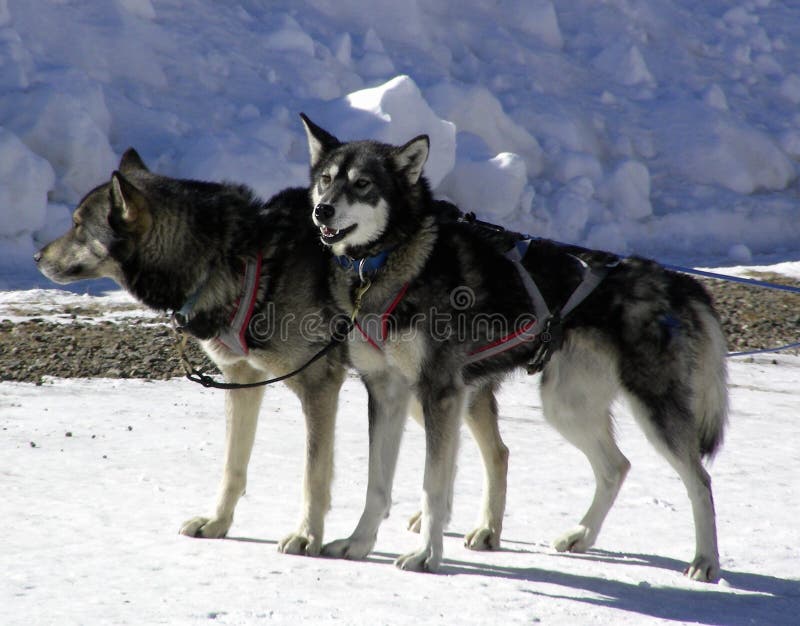 Lead Dogs stock image. Image of racing, leadership, beauty - 507929