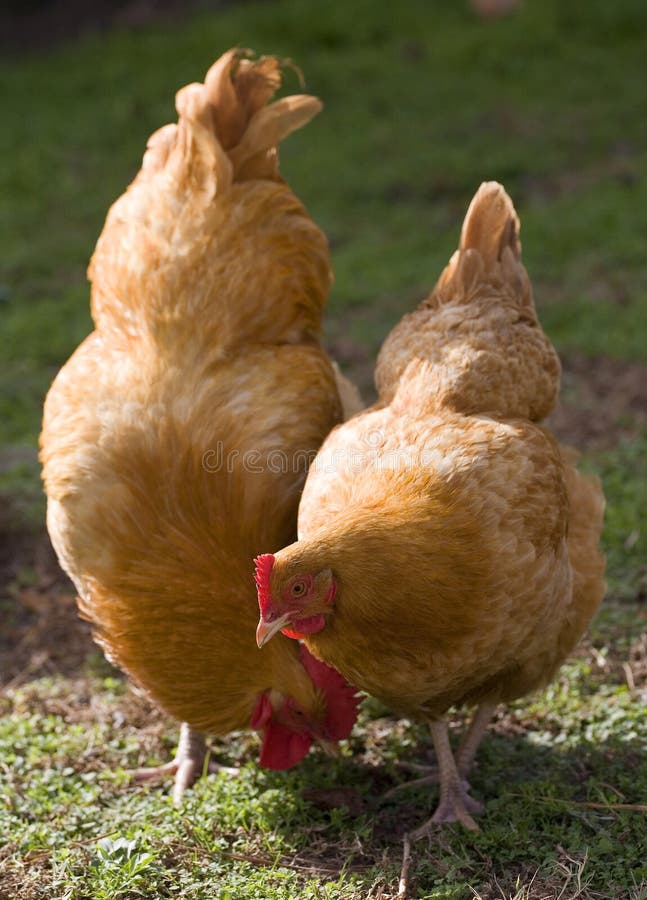 Lead hen stock photo. Image of grass, farm, pair, tail - 22274086