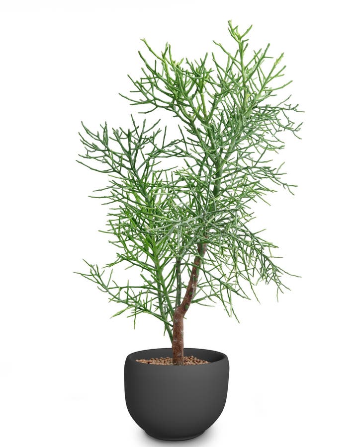 Less Lead Tree on Black Pot Stock Photo - Image of nature, design ...