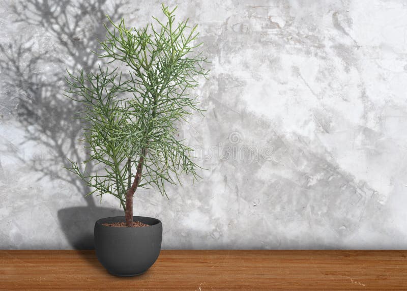 Less Lead Tree on Black Pot Stock Photo - Image of garden, lessleaf ...