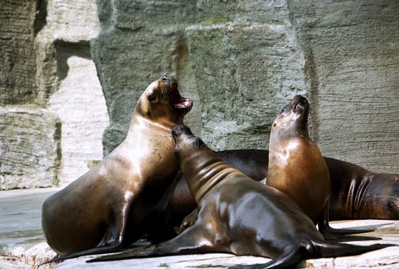 Leader stock image. Image of shout, situation, animals - 14966017