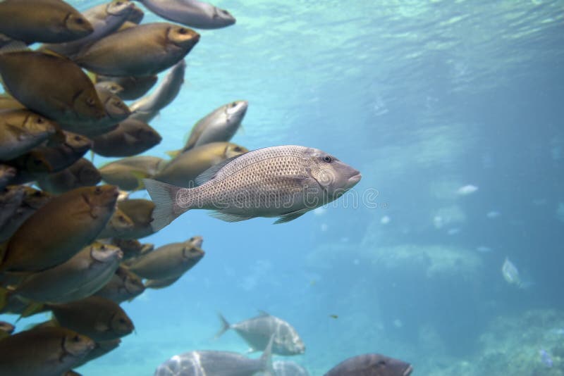 Leader stock image. Image of mangrove, queensland, fish - 2176297