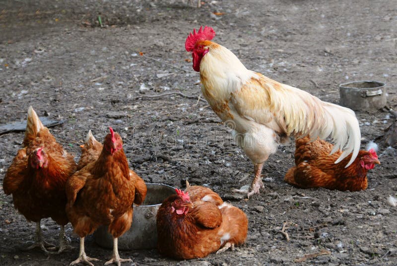 Leader stock image. Image of organic, family, birds, agriculture - 22390031