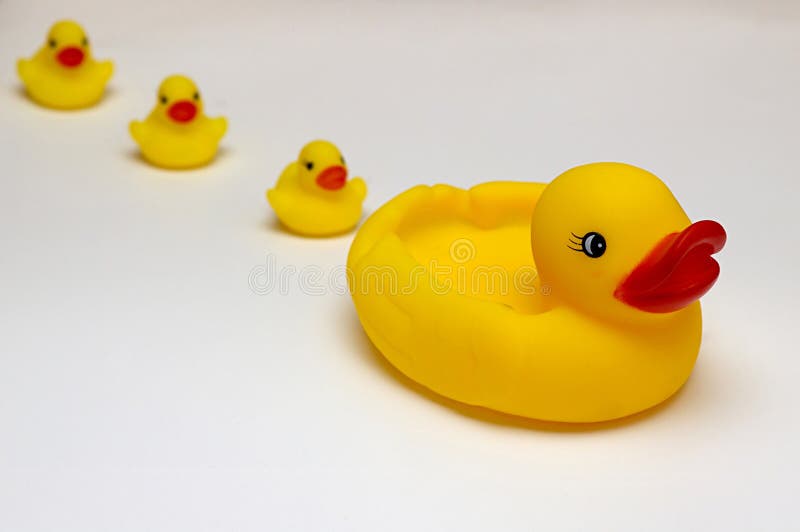 Leader stock photo. Image of family, domestic, duckling - 2712600