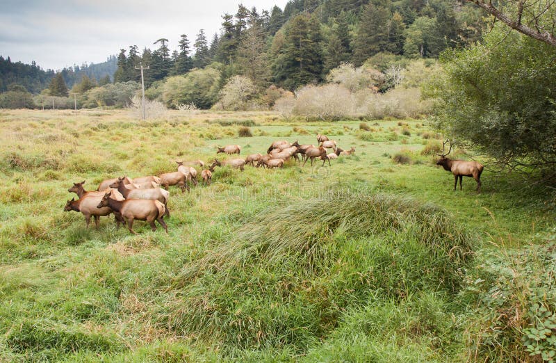 Leader of the Elk Herd stock image. Image of female, male - 31751925
