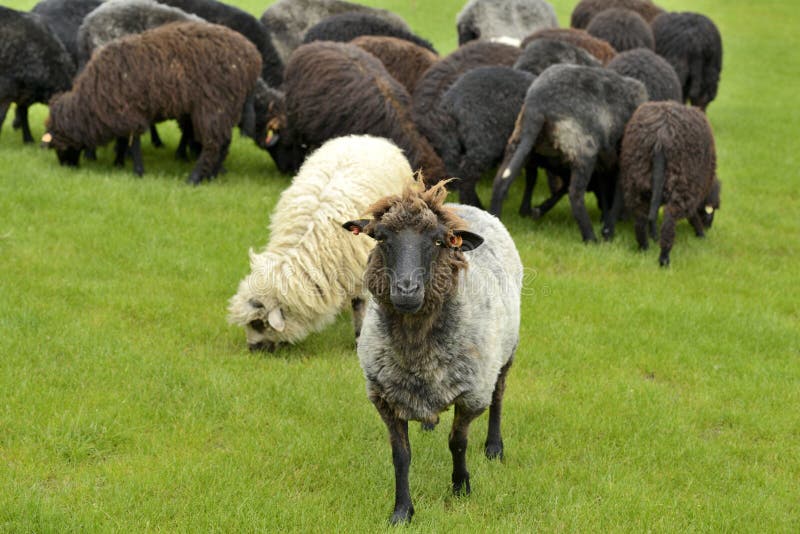 The Leader of the Herd Standing Out Stock Image - Image of fluffy ...