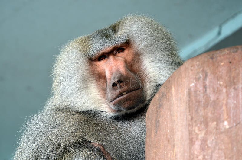 Leader monkey stock photo. Image of cautious, jungle - 34321836