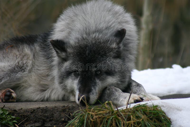 Evis Stock Photos - Free & Royalty-Free Stock Photos from Dreamstime