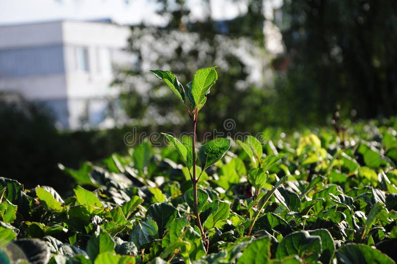 Leader plant stock image. Image of leader, spread, upturn - 44259581