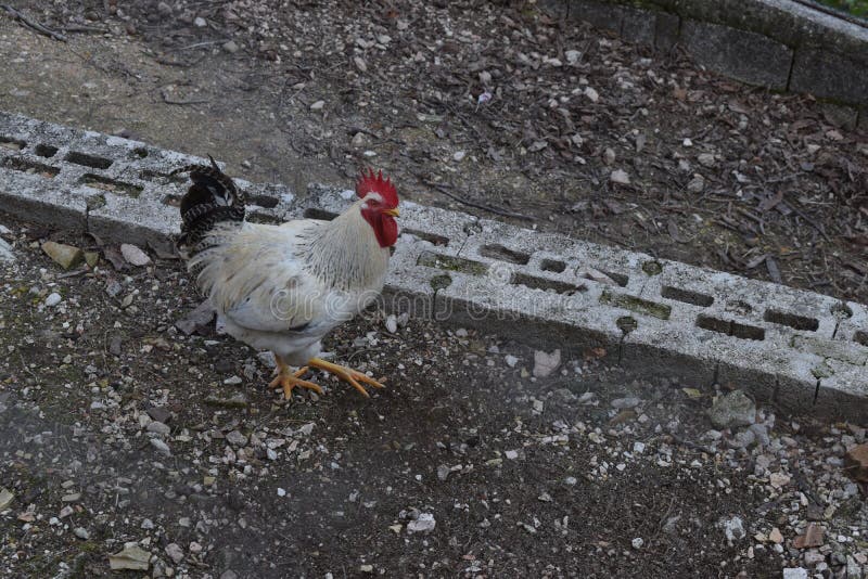 Rooster stock image. Image of bird, animal, wing, fowl - 265416803
