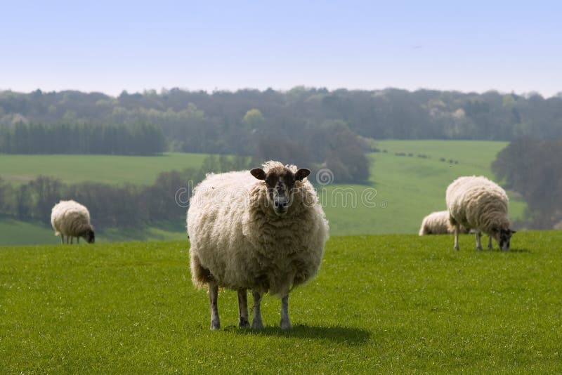 Leader sheep stock image. Image of leader, tranquille - 26073563