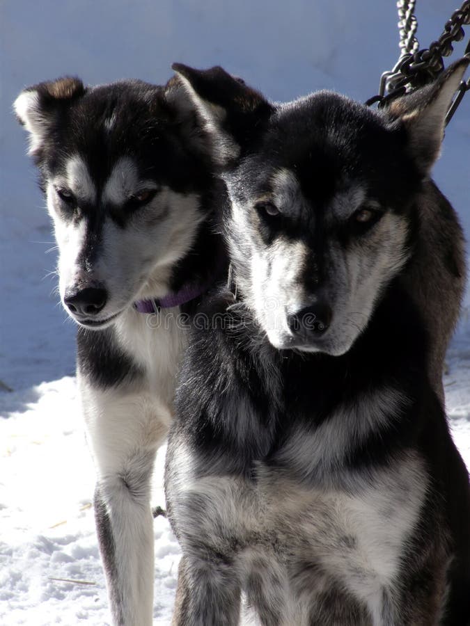 Leaders of the Pack stock image. Image of dogsled, sled - 4299383