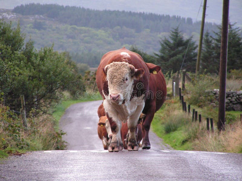 Leading Bull and Cows Approaching. Stock Image - Image of leading ...