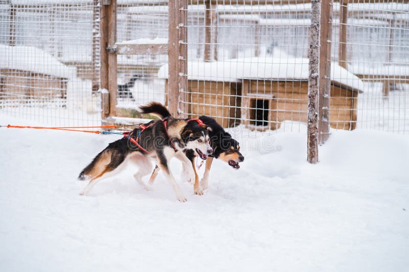 Leading Husky Dogs Pulling the Sled with Full Force in the Snow Stock ...