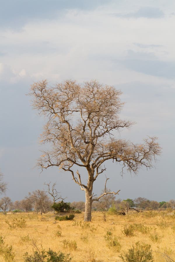 Leadwood tree stock image. Image of vertical, savanna - 27675623