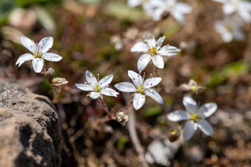 Leadwort (minuartia Verna) Flowers Stock Image - Image of uncultivated ...