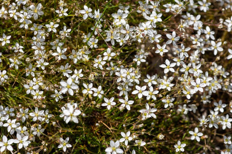 Leadwort (minuartia Verna) Flowers Stock Image - Image of flowering ...
