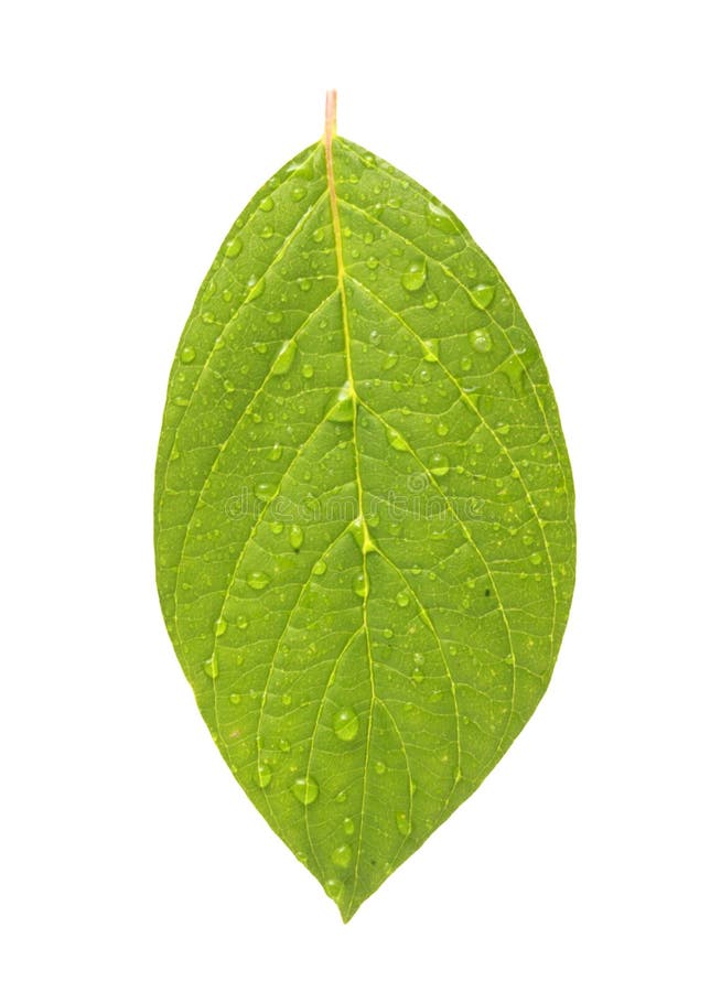 Healthy leaf stock photo. Image of water, droplets, botany - 3366786