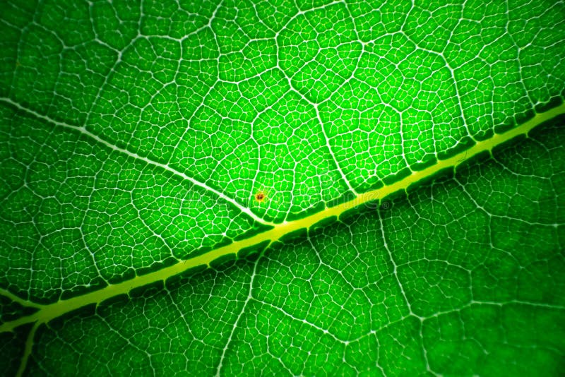 Leaf stock image. Image of drop, bright, clear, leaf - 11281075