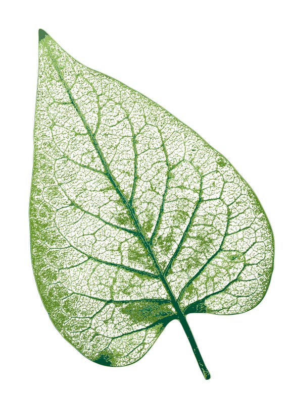 Leaf Petiole Stock Illustrations – 1,120 Leaf Petiole Stock ...