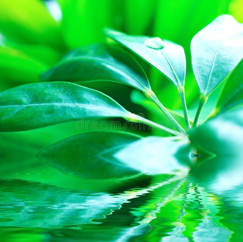 Leaf Touching Water stock photo. Image of outdoors, green - 19653970