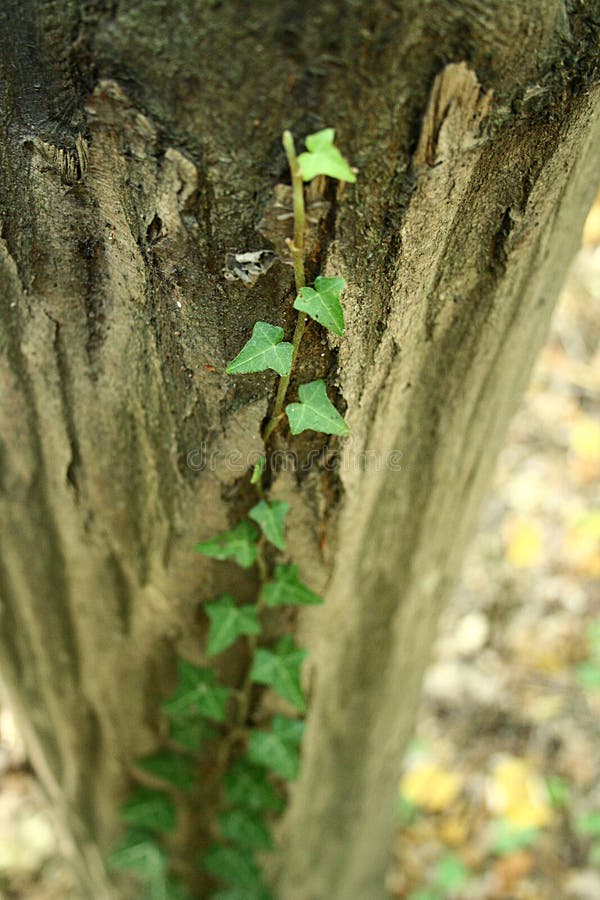 Leaf stock image. Image of small, trees, tree, leaf, bower - 1843121