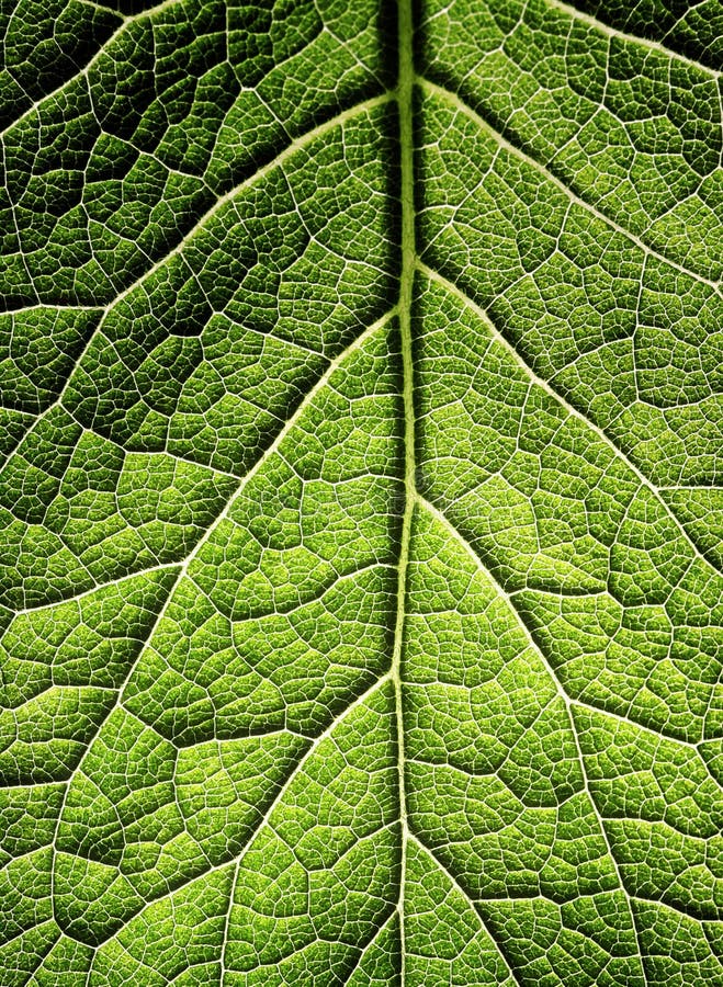 Leaf ribs and veins stock image. Image of shape, plant - 23709433