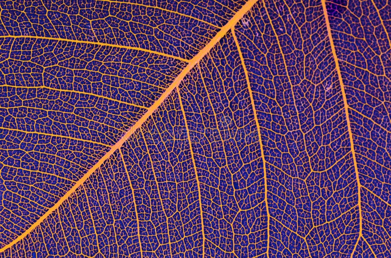 Black leaf vein pattern stock image. Image of structure - 4714521