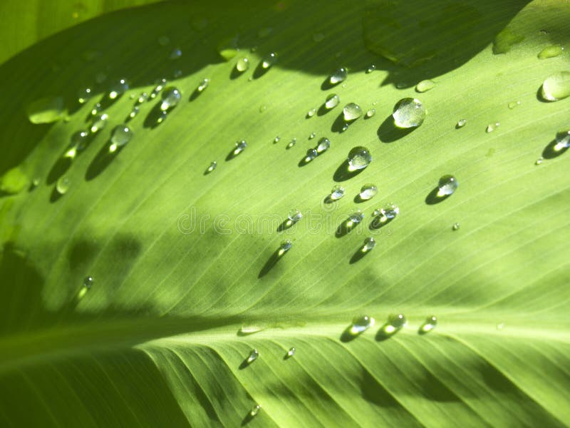 Leaf stock photo. Image of strips, leaf, green, nature - 26072540