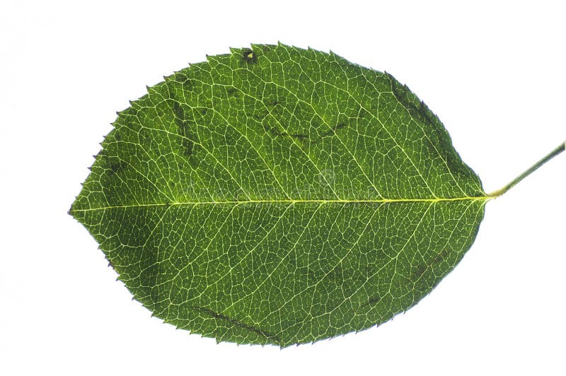 Leaf Veins Normal Leaf Stock Photos - Free & Royalty-Free Stock Photos ...