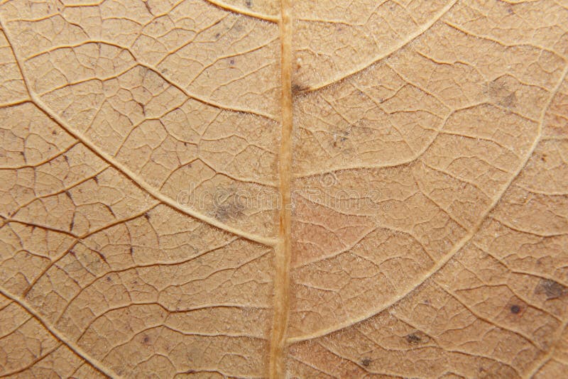 Leaf stock photo. Image of bottom, close, cellulose, leaves - 29229520