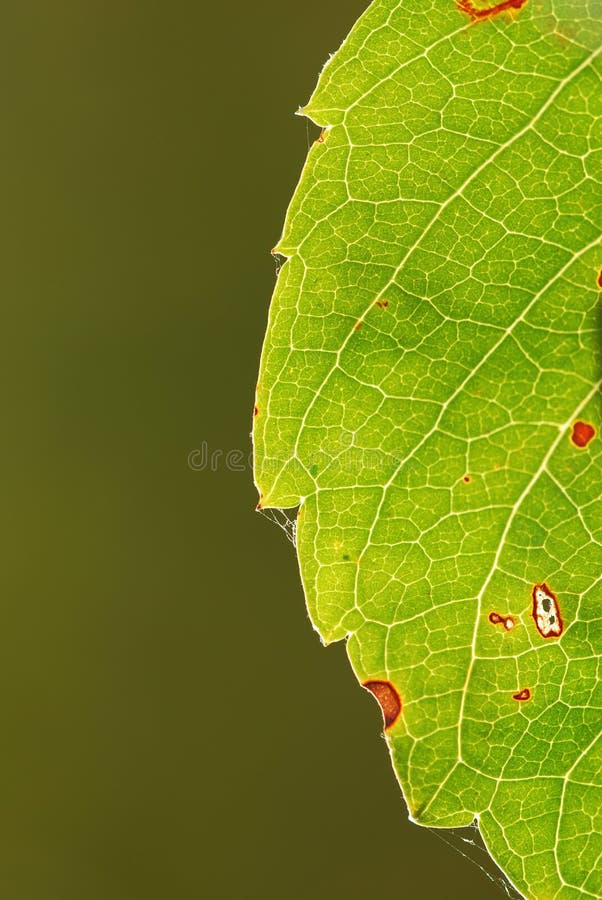 Leaf stock image. Image of profile, leaf, portrait, mouth - 2925105