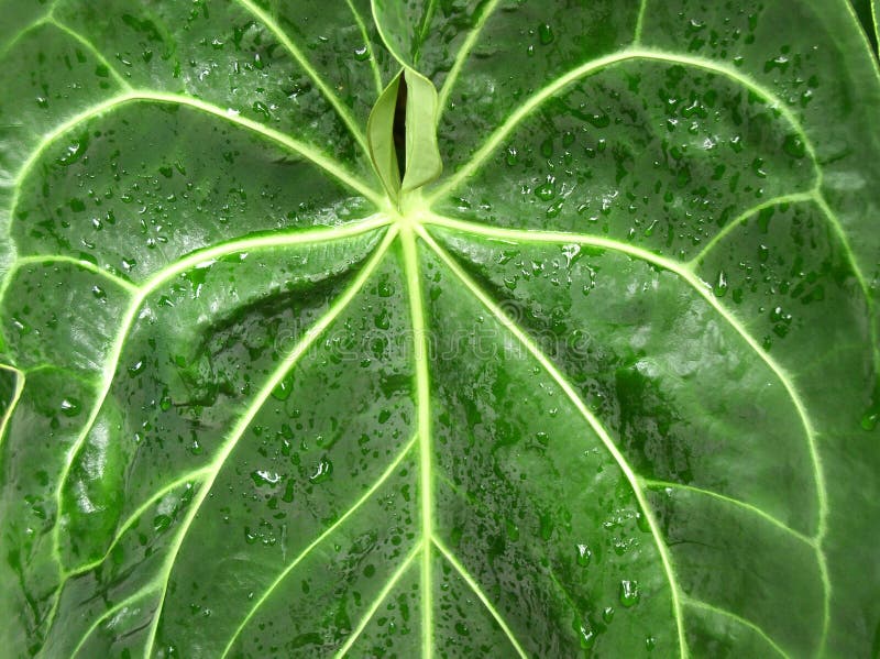 Leaf Free Stock Photos & Pictures, Leaf Royalty-Free and Public Domain ...