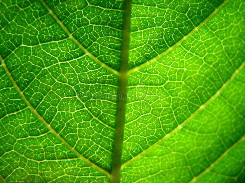 Black leaf vein pattern stock image. Image of structure - 4714521