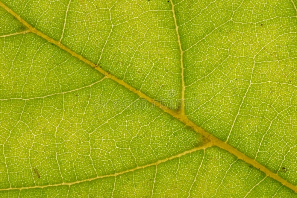 Leaf stock photo. Image of dead, death, cellulose, autumn - 376126